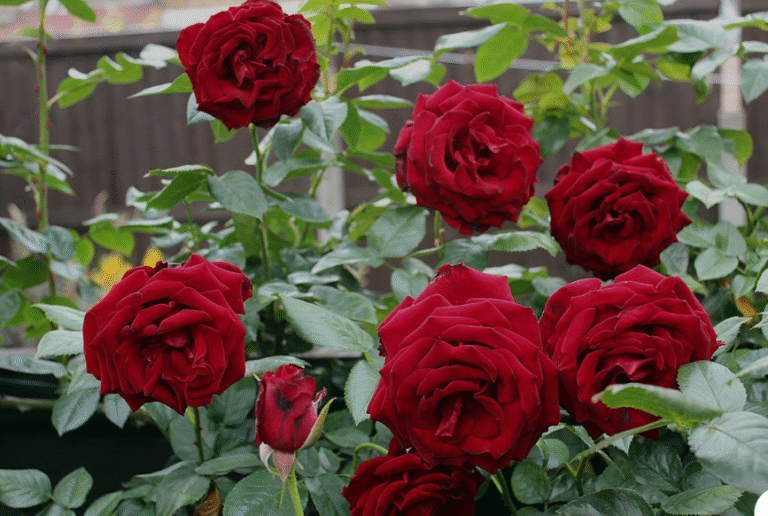 38 Types of Red Roses (With Pictures) - Mississippi Greens