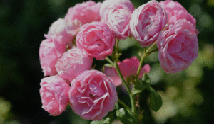 35 Types of Pink Roses For Your Garden - Mississippi Greens