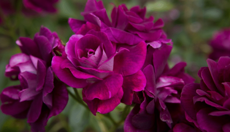 28 Different Types of Purple Roses (With Pictures)