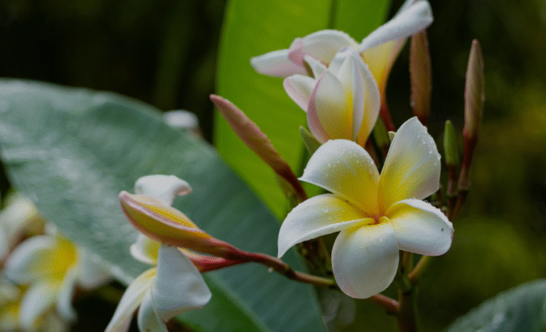 21 Different Types of Plumeria (Frangipani) - Mississippi Greens
