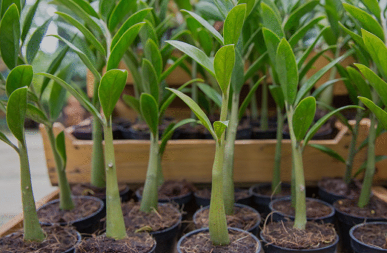 28 Types of ZZ Plants – Identification Guide