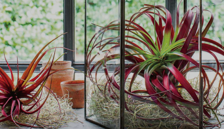 28 Types of Air Plants (Tillandsia) – Identification Guide