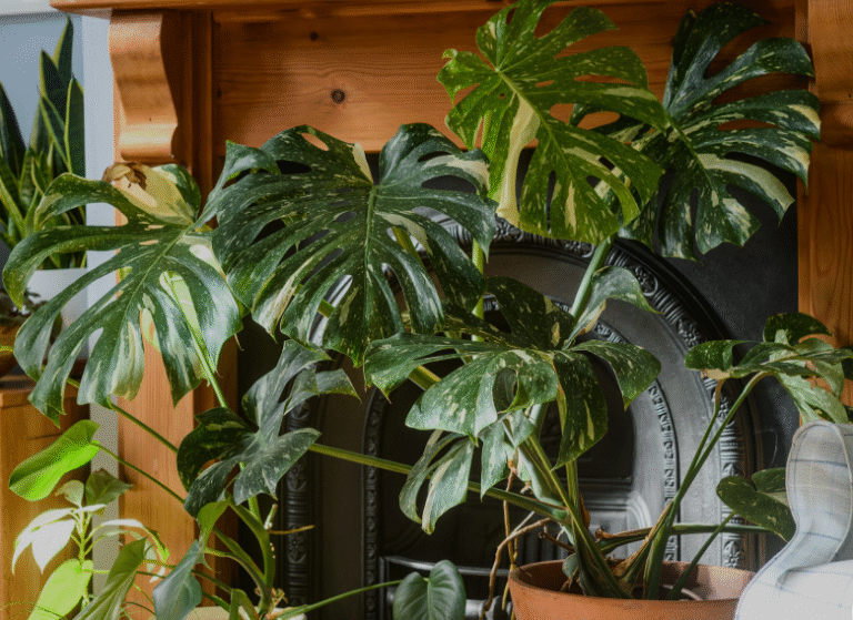 54 Different Types Of Monstera Plants (With Pictures) - Mississippi Greens