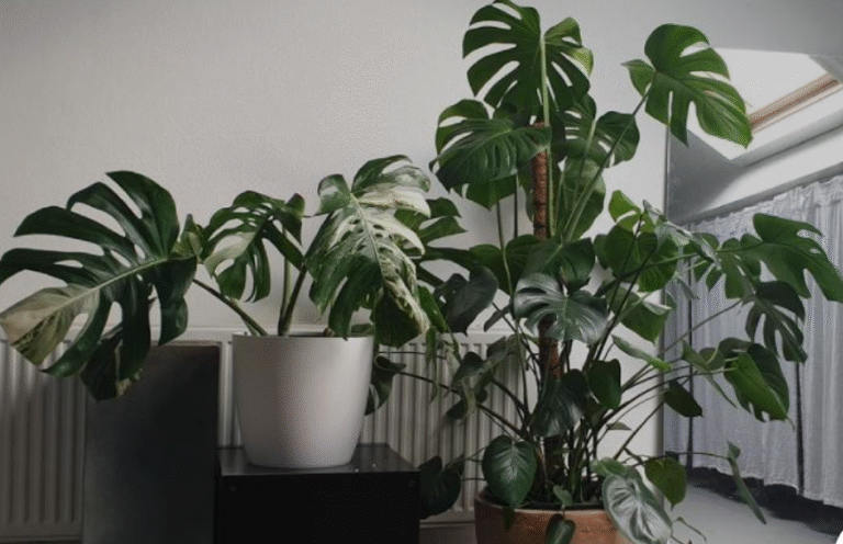 54 Different Types Of Monstera Plants (With Pictures) - Mississippi Greens