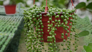12 Types of String of Pearls (With Pictures) - Mississippi Greens