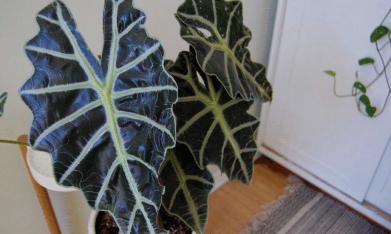 32 Types of Alocasia Plant Varieties (With Pictures)