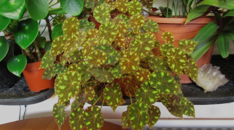 Begonia 'Tiger Paws' (Begonia bowerae): Characteristics & Cultivation ...