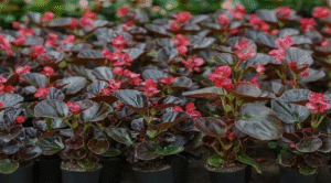 45 Types of Begonia Plants – Identification Guide (With Pictures ...