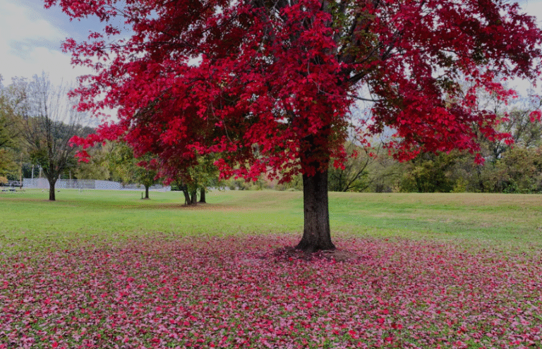 Autumn Blaze Maple: History, Identifying Characteristics & Cultivation ...