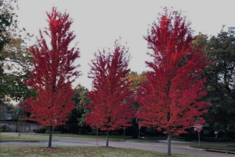 Autumn Blaze Maple: History, Identifying Characteristics & Cultivation ...