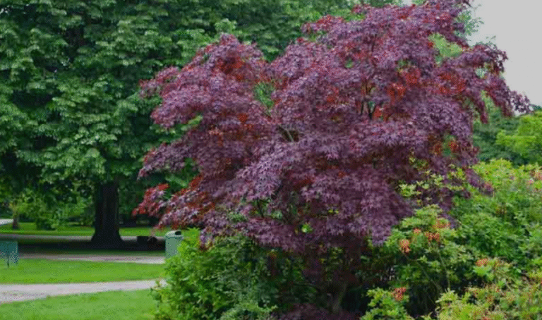 Crimson King Maple: History, Identifying Characteristics & Cultivation ...