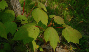 Mountain Maple (Acer spicatum): History, Identifying Characteristics ...