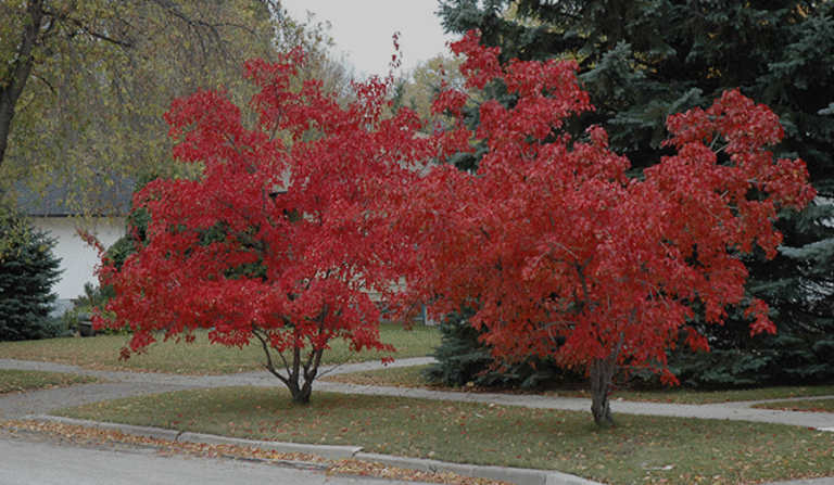 Amur Maple (Acer ginnala): History, Identifying Characteristics ...