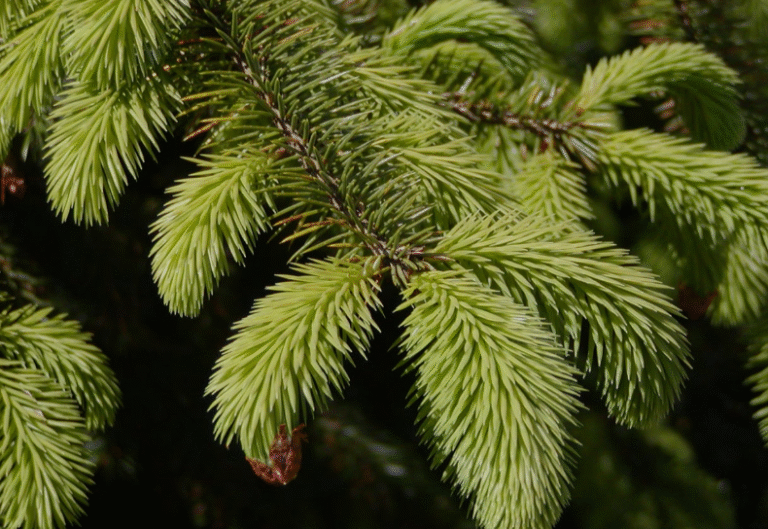 Sitka Spruce (Picea sitchensis): History, Identifying Characteristics ...