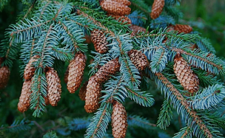 Sitka Spruce (Picea sitchensis): History, Identifying Characteristics ...