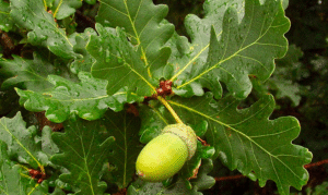 English Oak (Quercus robur): History, Identifying Characteristics ...
