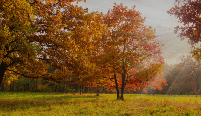 Red Oak (Quercus rubra): History, Identifying Characteristics ...
