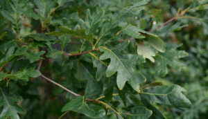 White Oak (Quercus alba): History, Identifying Characteristics ...