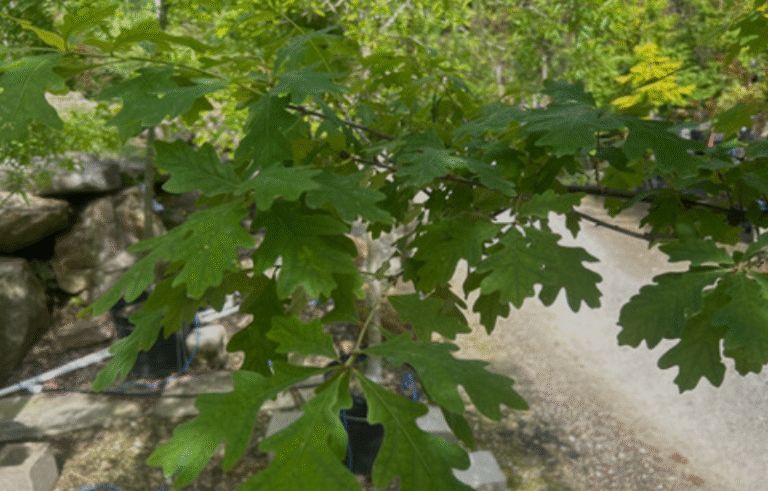 White Oak (Quercus alba): History, Identifying Characteristics ...