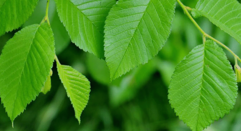 American Elm (Ulmus americana): History, Identifying Characteristics ...