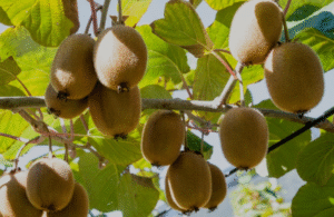 28 Different Types of Kiwi Fruits - Mississippi Greens