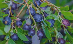 16 Types of Huckleberry – (Identification, With Pictures) - Mississippi ...