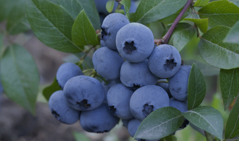 Huckleberry vs Blueberry: What Is The Difference? - Mississippi Greens