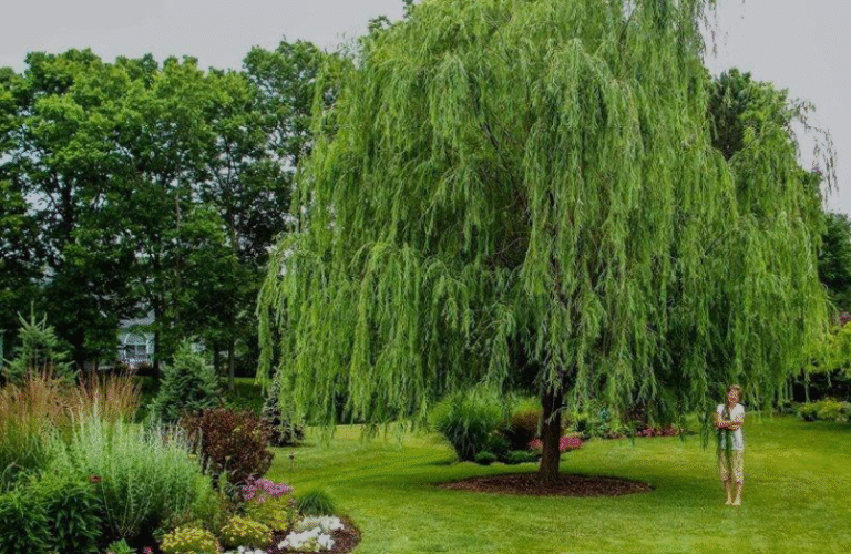 24 Fast Growing Trees Suitable For USDA Zone 4 - Mississippi Greens
